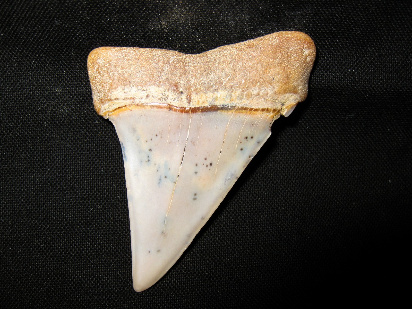 shark-tooth-hill-carcharocles-hastalis-tooth-5a-1.jpg for sale