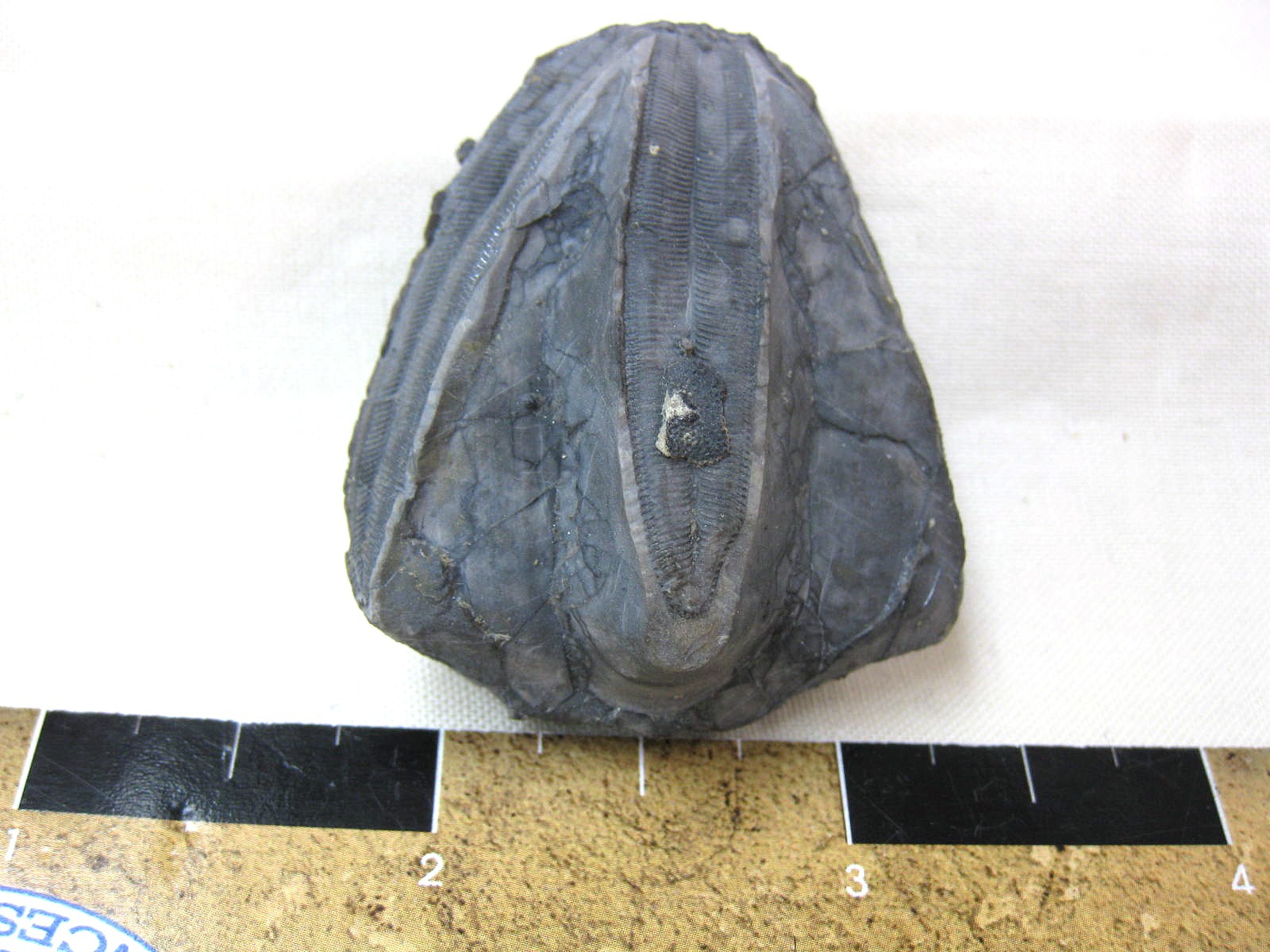 West Virginia Giant Pentremites Blastoid #1 | Fossils for Sale