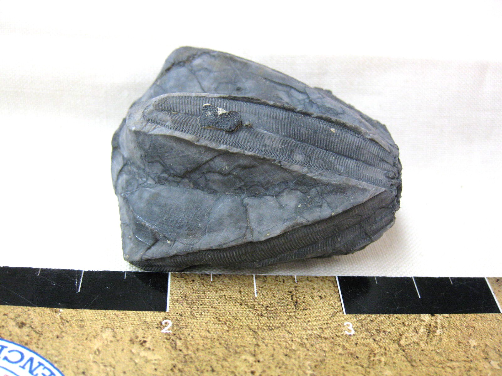 West Virginia Giant Pentremites Blastoid #1 | Fossils for Sale