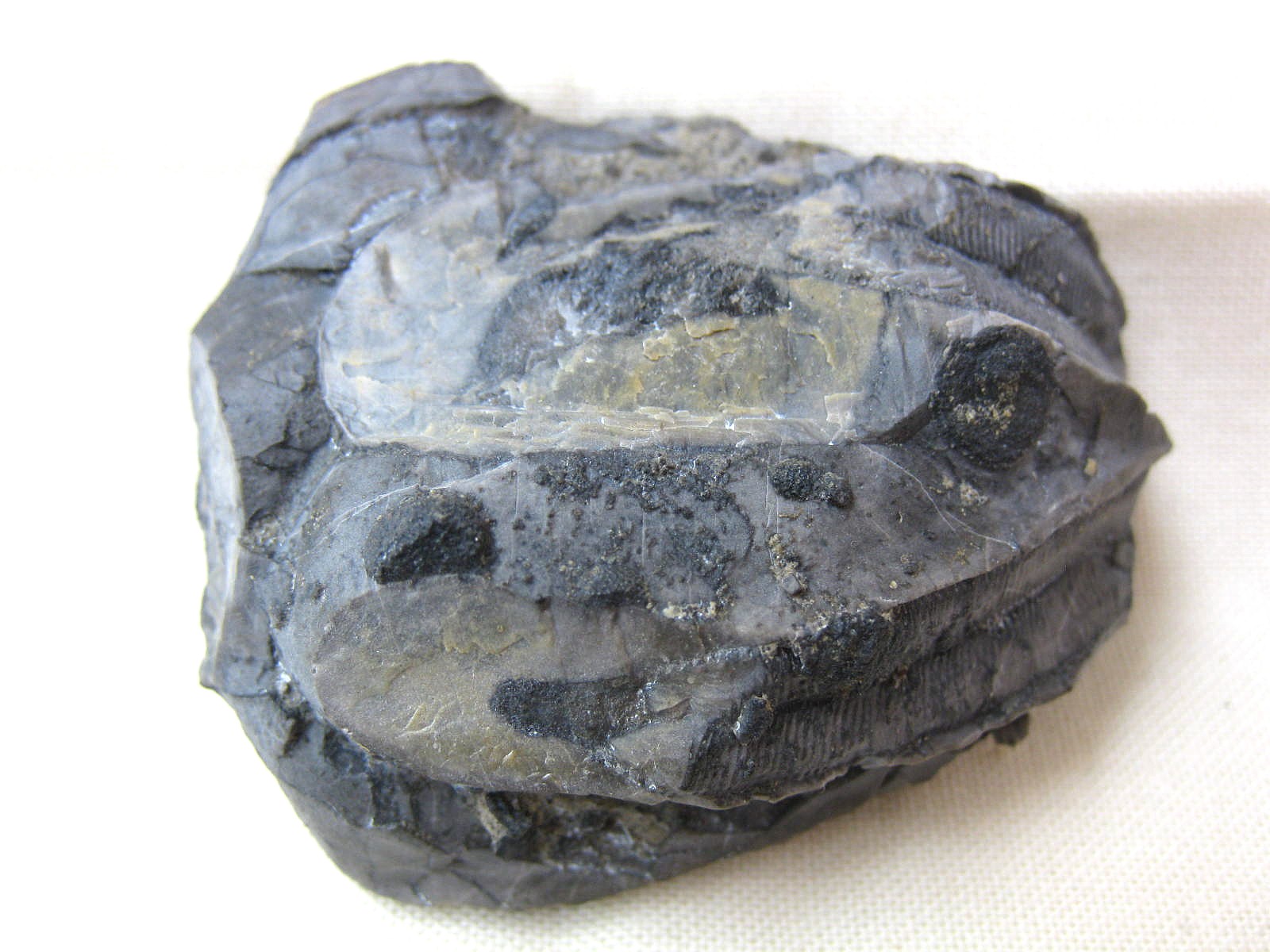 West Virginia Giant Pentremites Blastoid #1 | Fossils for Sale