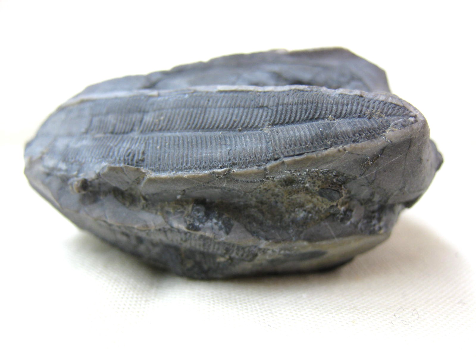 West Virginia Giant Pentremites Blastoid #1 | Fossils for Sale