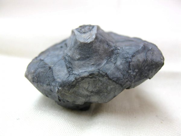 West Virginia Giant Pentremites Blastoid #1 | Fossils for Sale