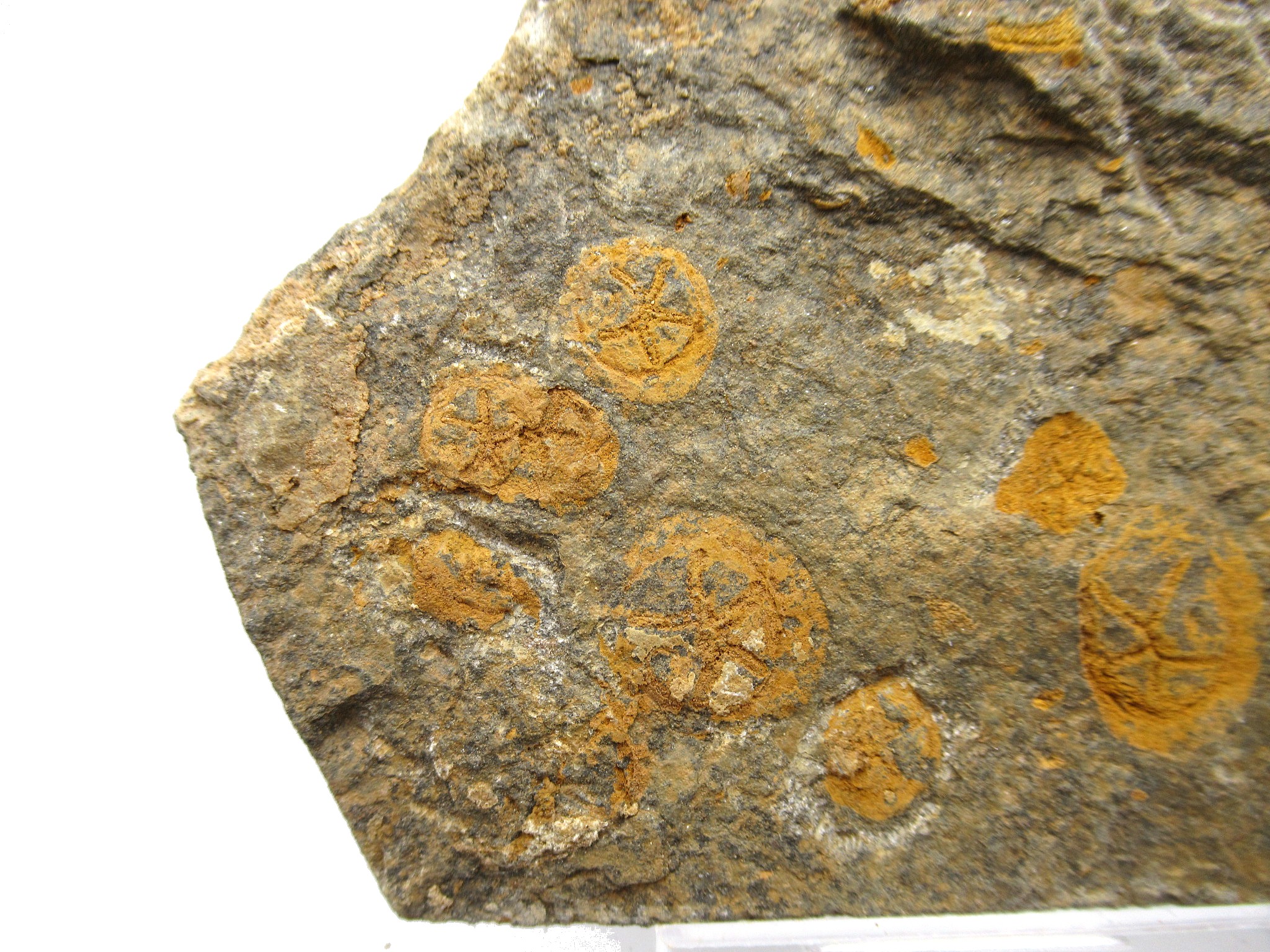 North Africa Edrioasteroid #19 | Fossils for Sale