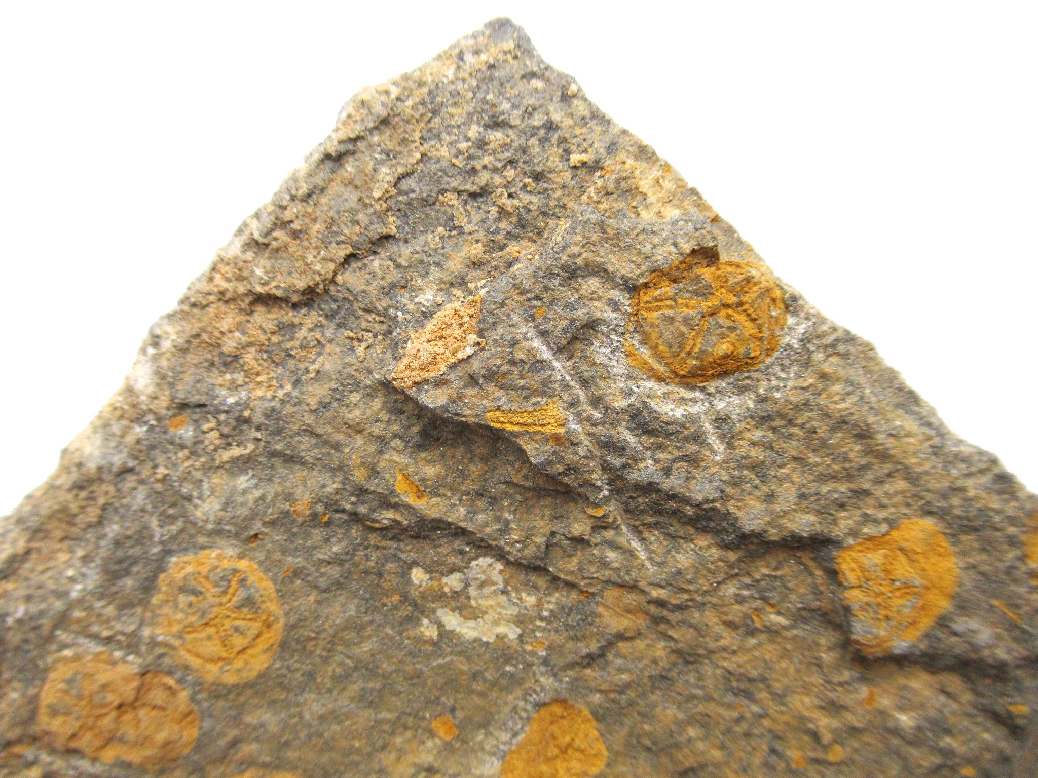North Africa Edrioasteroid #19 | Fossils for Sale
