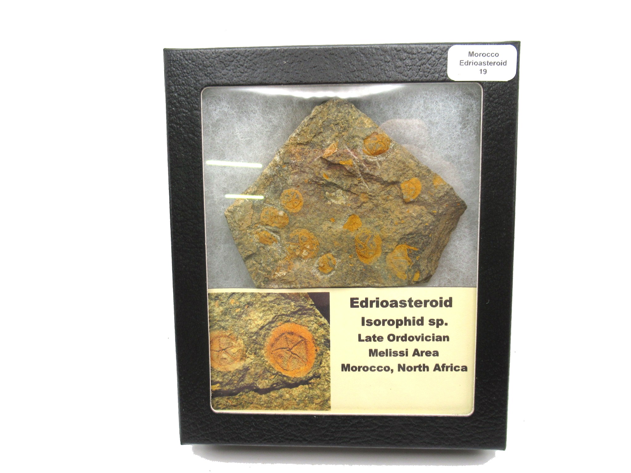 North Africa Edrioasteroid #19 | Fossils for Sale
