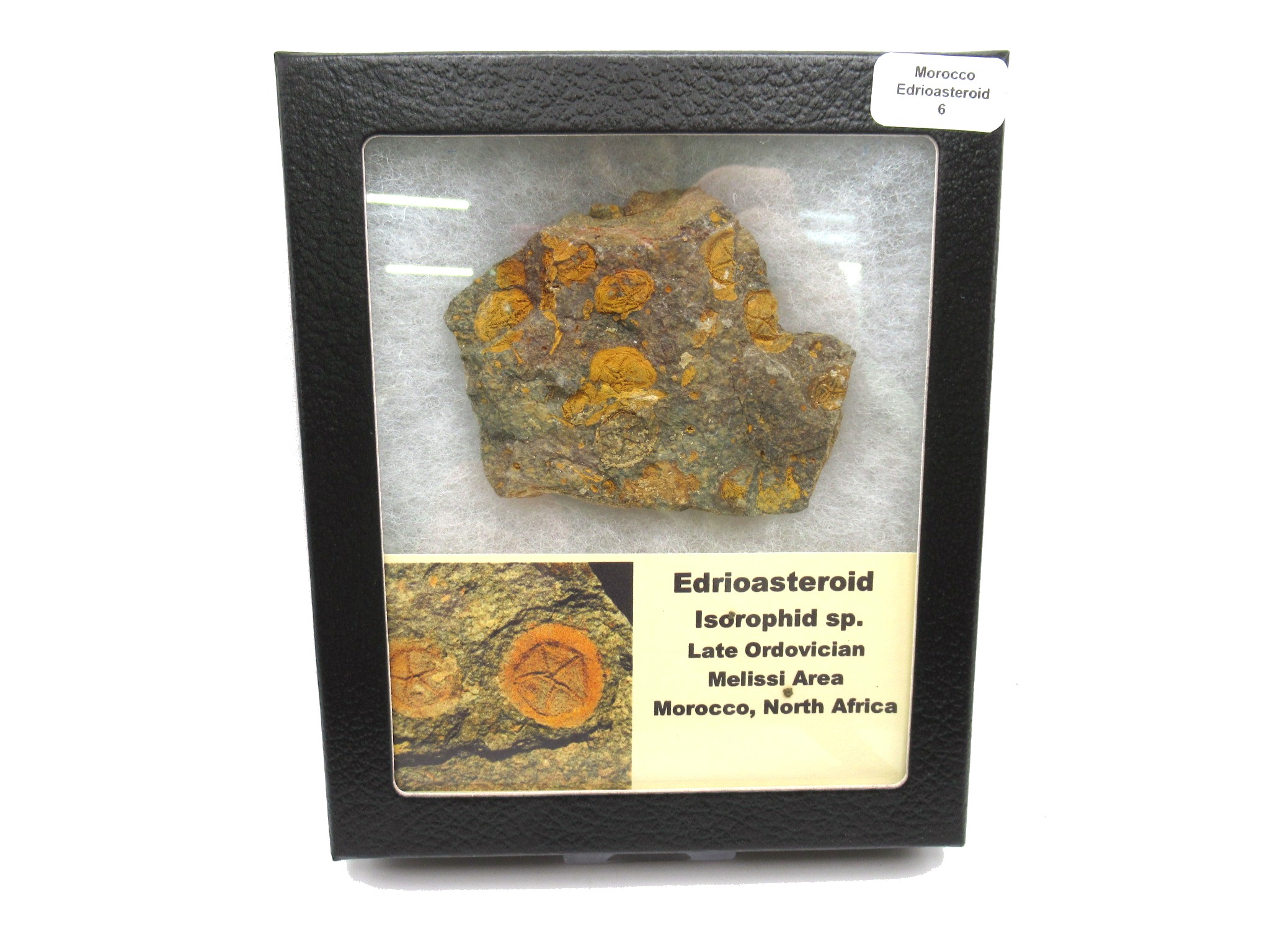North Africa Edrioasteroid #6 | Fossils for Sale