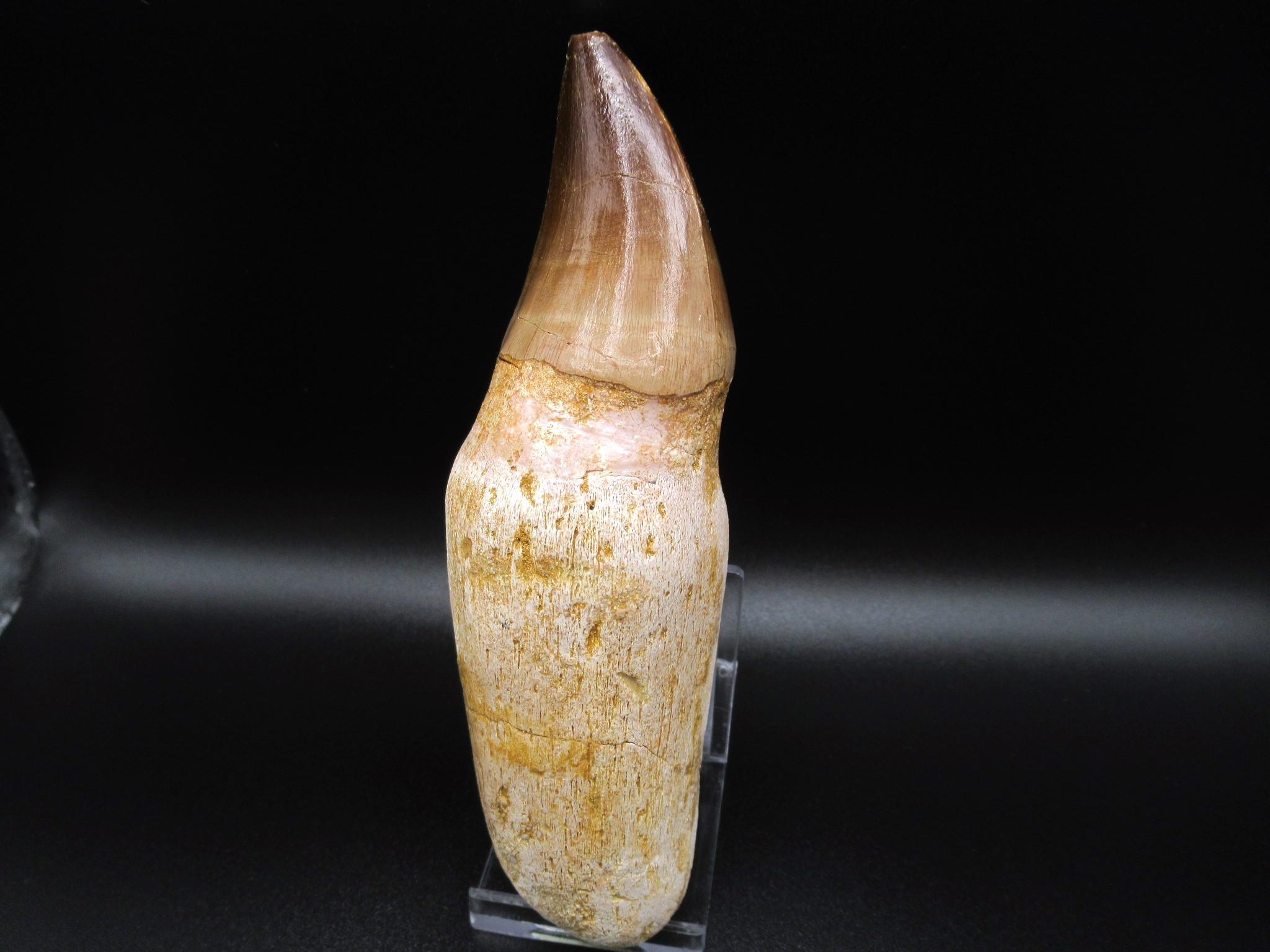 Rooted Prognathodon Mosasaurus Reptile Tooth #1 | Fossils for Sale