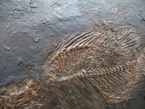 German Eocene Messel Fish #2 | Fossils for Sale