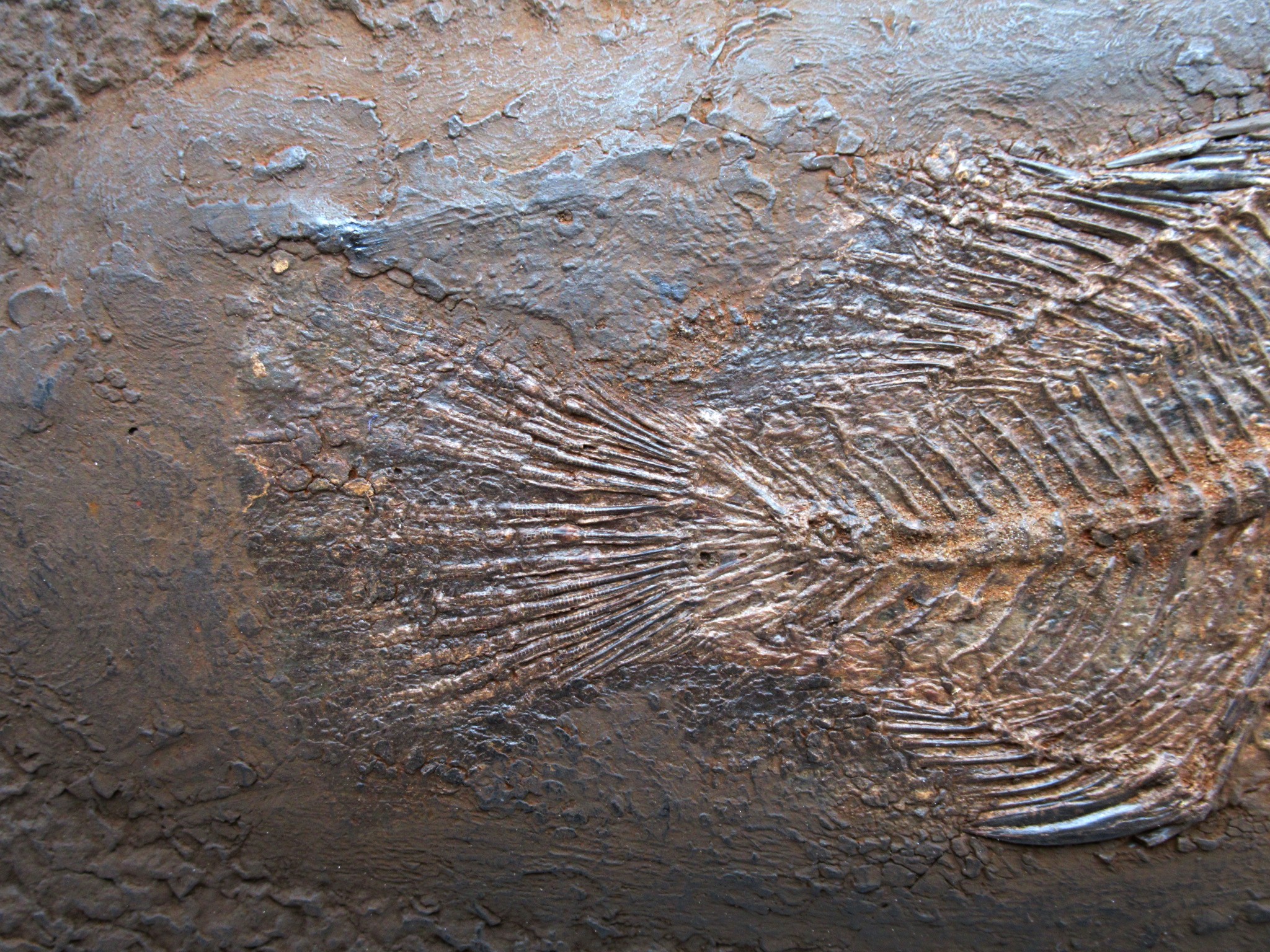 German Eocene Messel Fish #3 | Fossils for Sale