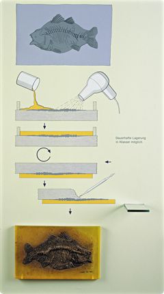German Eocene Messel Fish #3 | Fossils for Sale