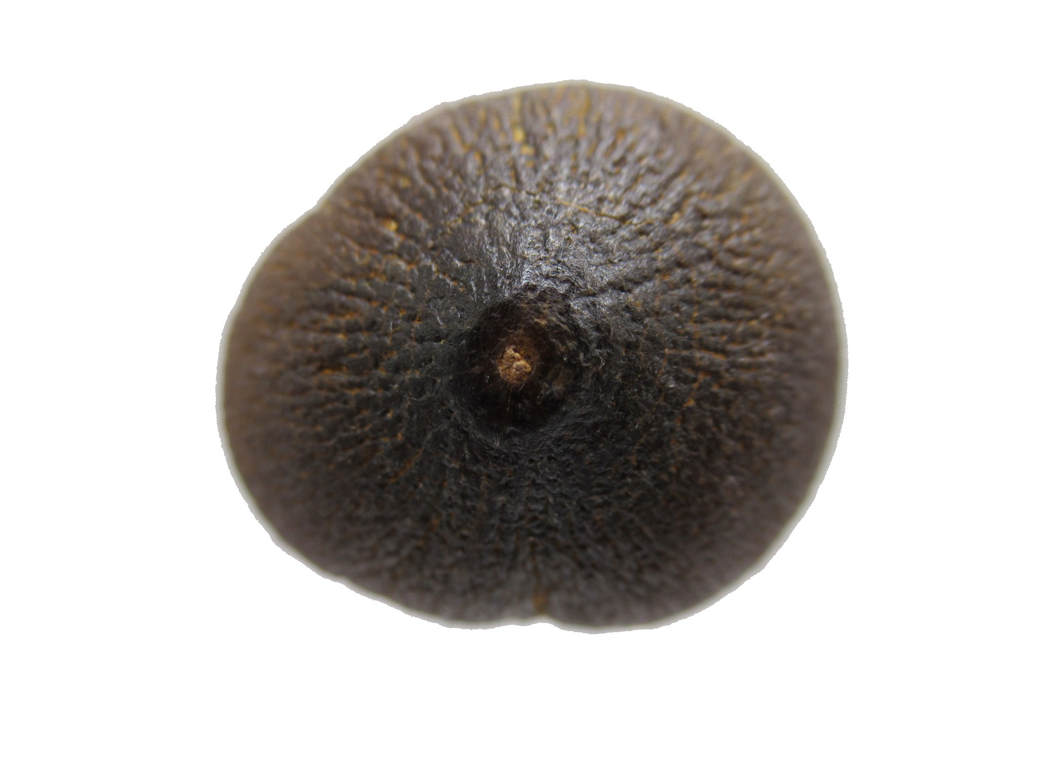 Globidens Mosasaurus Tooth #10 | Fossils for Sale