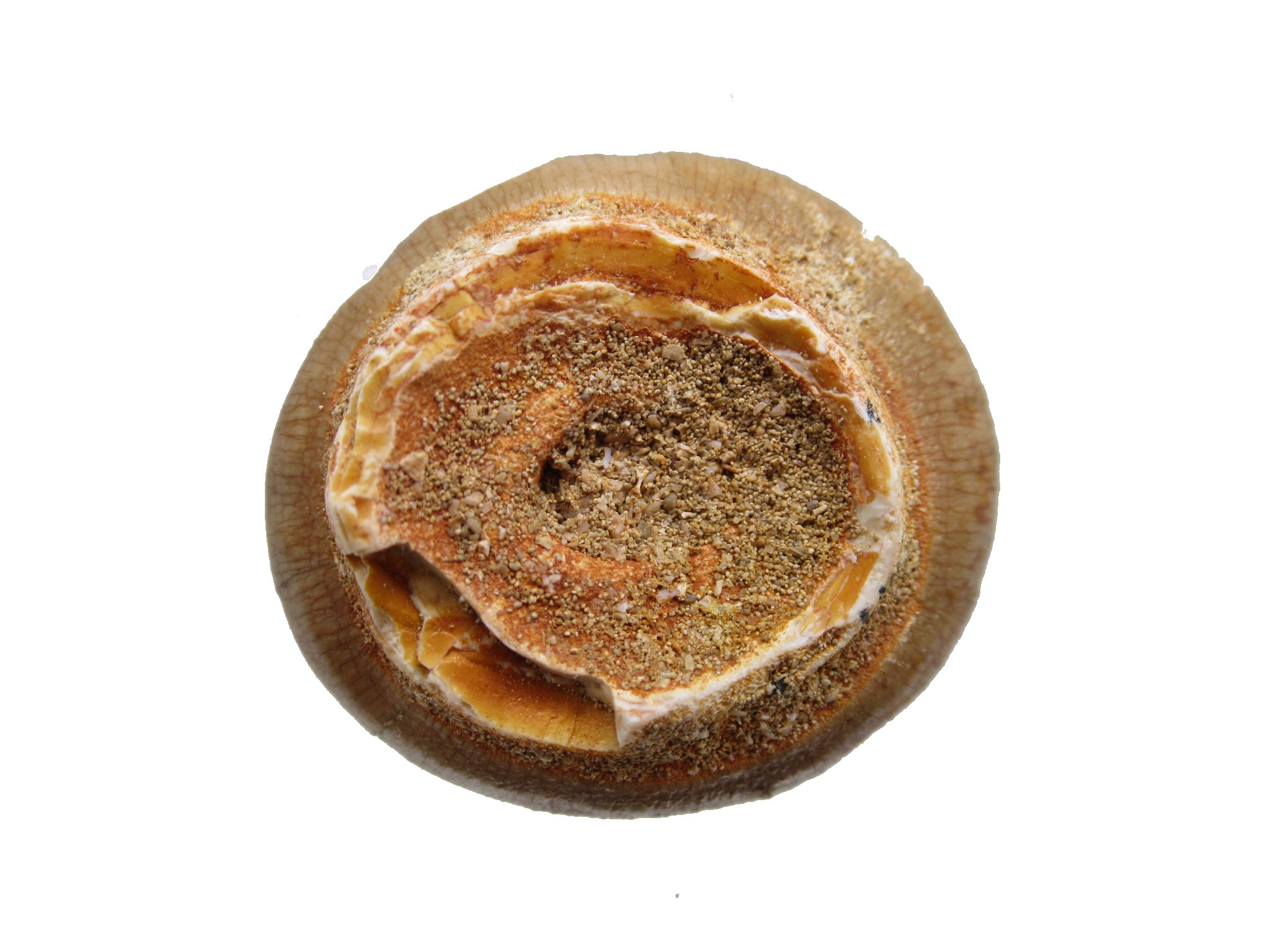 Globidens Mosasaurus Tooth #19 | Fossils for Sale