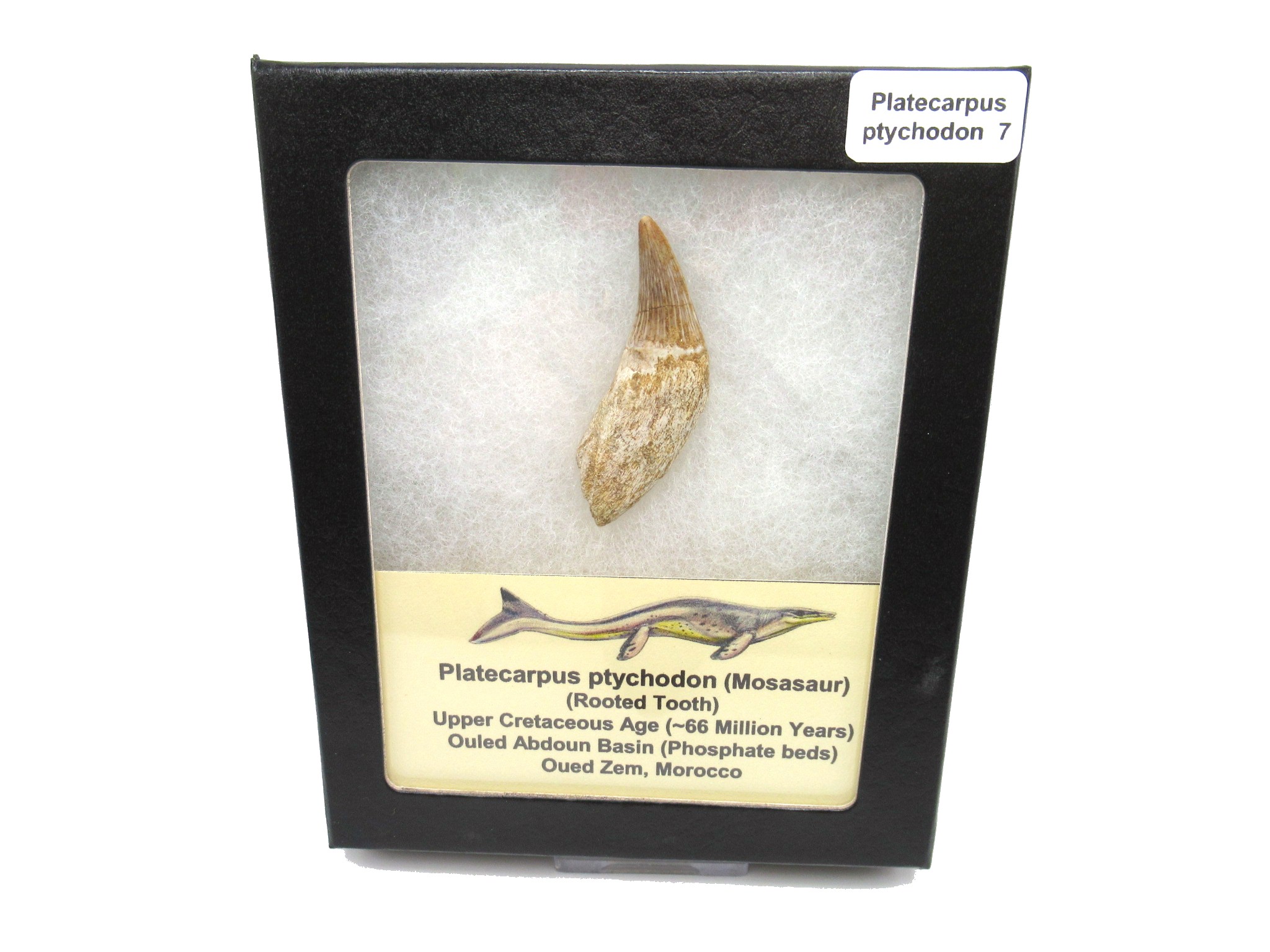 Rooted Platecarpus ptychodon Tooth #7 | Fossils for Sale
