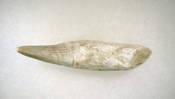Rooted Platecarpus ptychodon Tooth #7 | Fossils for Sale