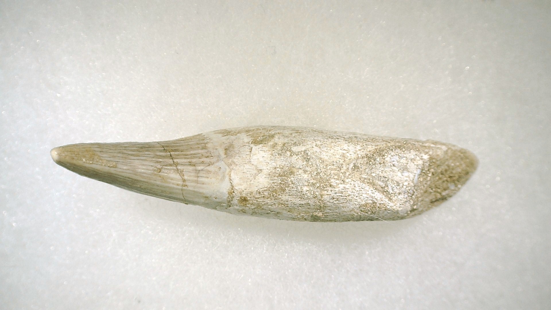 Rooted Platecarpus ptychodon Tooth #7 | Fossils for Sale