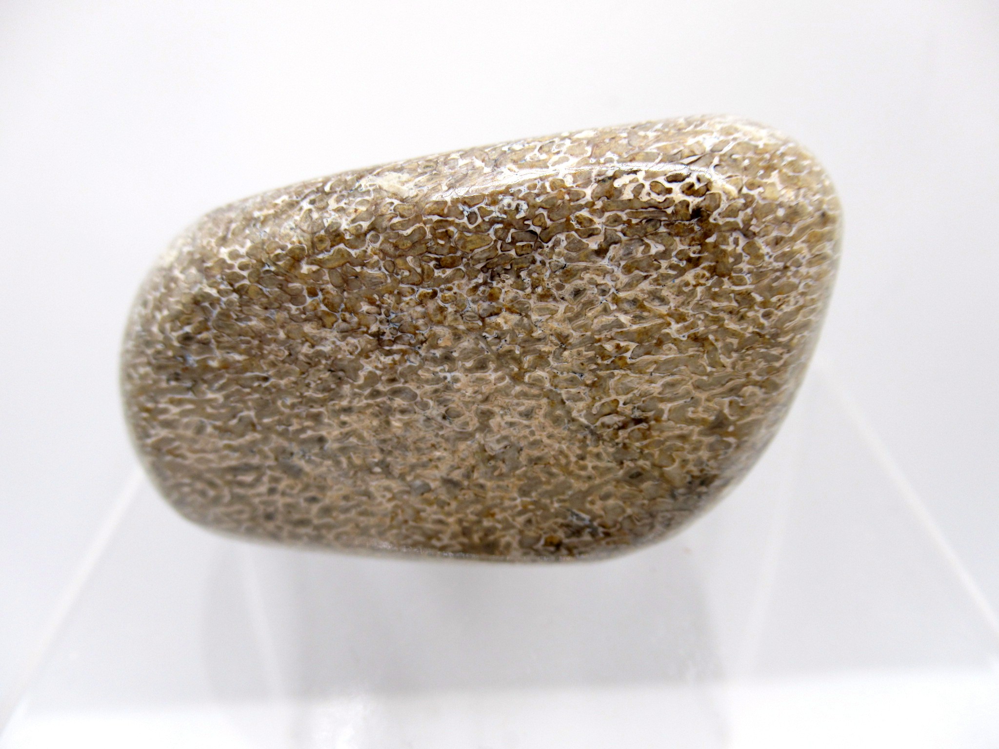 Polished Dinosaur Bone Gem Bone #18 | Fossils for Sale