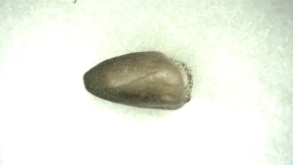 Carinodens belgicus Tooth #2 | Fossils for Sale