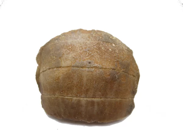 Myliobatis Stingray Tooth Plate #11 | Fossils for Sale