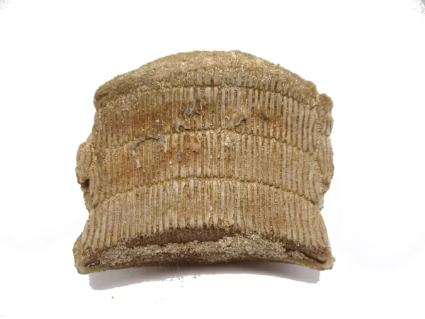 Myliobatis Stingray Tooth Plate #11 | Fossils for Sale