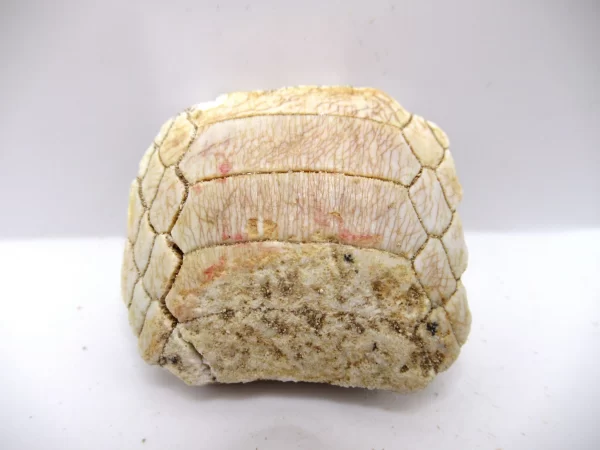 Myliobatis Stingray Tooth Plate #19 | Fossils for Sale