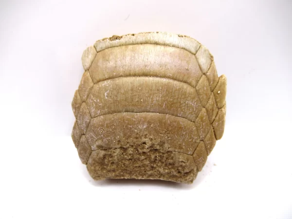 Myliobatis Stingray Tooth Plate #24 | Fossils for Sale