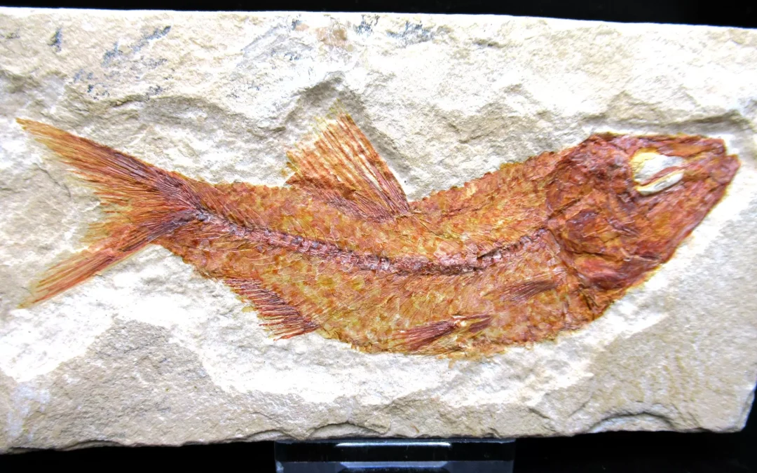 Cretaceous Lebanon Fish Fossil 48a for sale