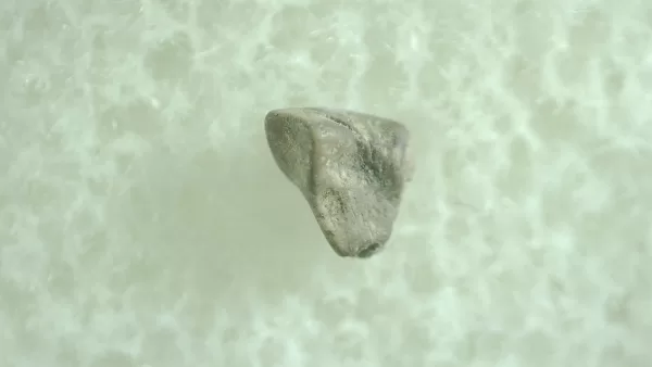 Leptoceratops Dinosaur Tooth #5 | Fossils for Sale