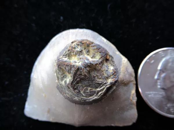 Ohio Carneyella Edrioasteroid #1 | Fossils for Sale