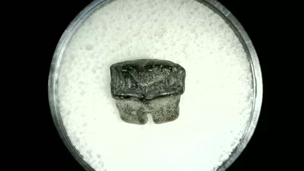 Rhombodus binkhorsti Ray Tooth #1 | Fossils for Sale