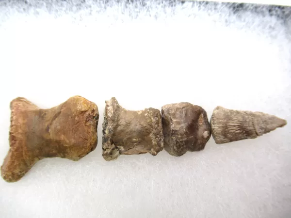 Edops Permian Amphibian Toe #1 | Fossils for Sale
