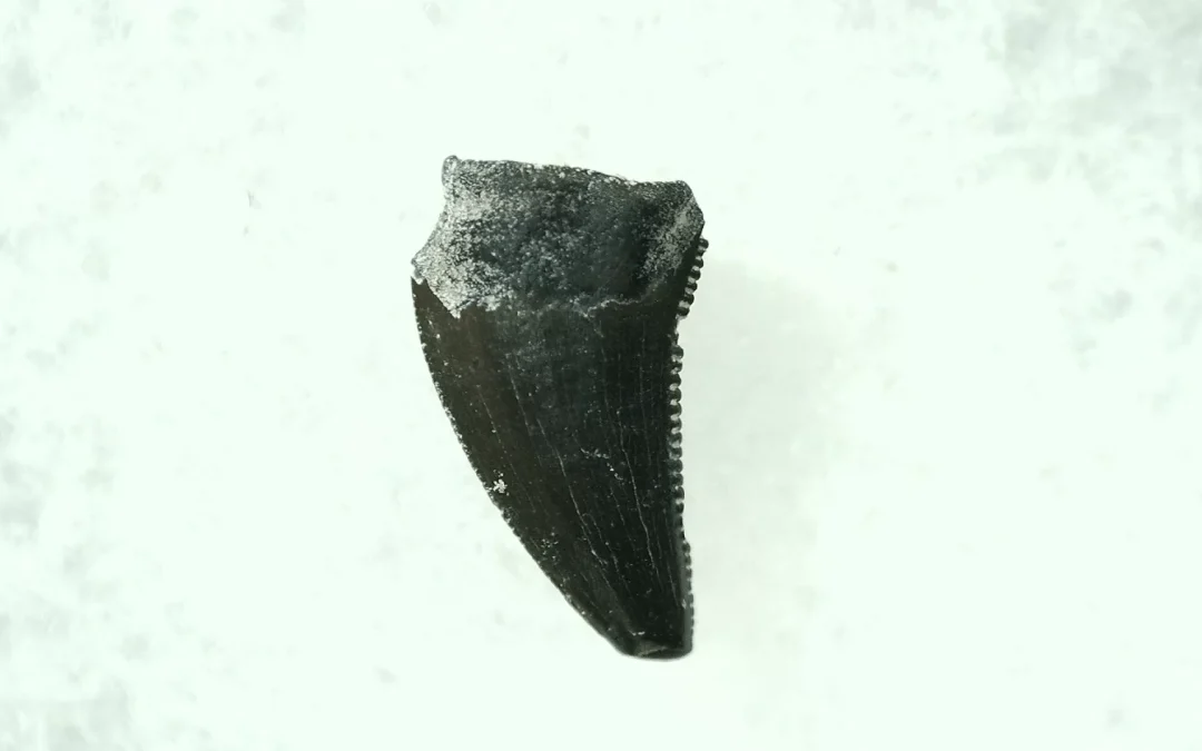 Cretaceous Montana Raptor Dinosaur Tooth 52 for sale