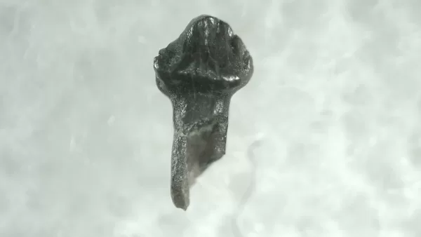 Stegoceras Pachycephalosaur Tooth 12 RARE | Fossils for Sale