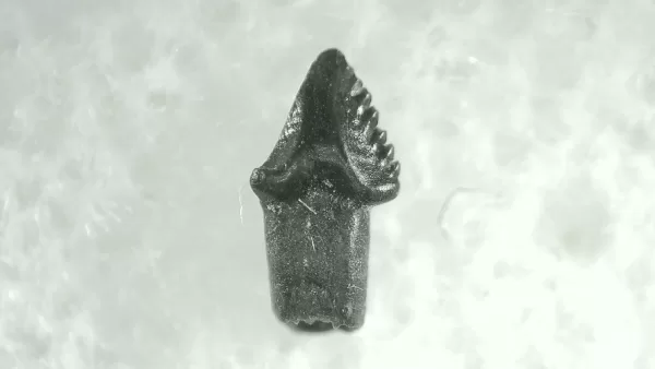 Stegoceras Pachycephalosaur Tooth 17 RARE | Fossils for Sale