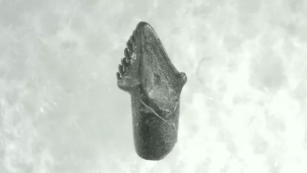 Stegoceras Pachycephalosaur Tooth 17 RARE | Fossils for Sale