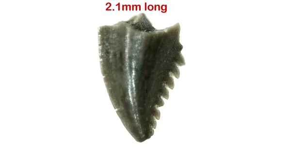Troodon Dinosaur Tooth #2 | Fossils for Sale