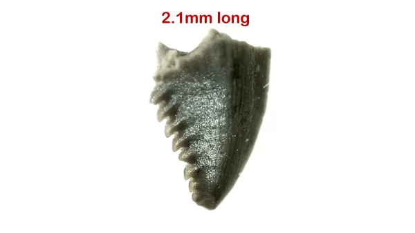 Troodon Dinosaur Tooth #2 | Fossils for Sale
