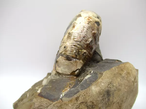 South Dakota Scaphites Ammonite #39 | Fossils for Sale