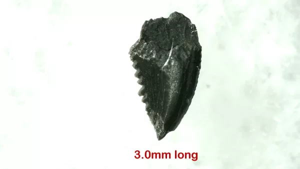 Troodon Dinosaur Tooth #5 | Fossils for Sale