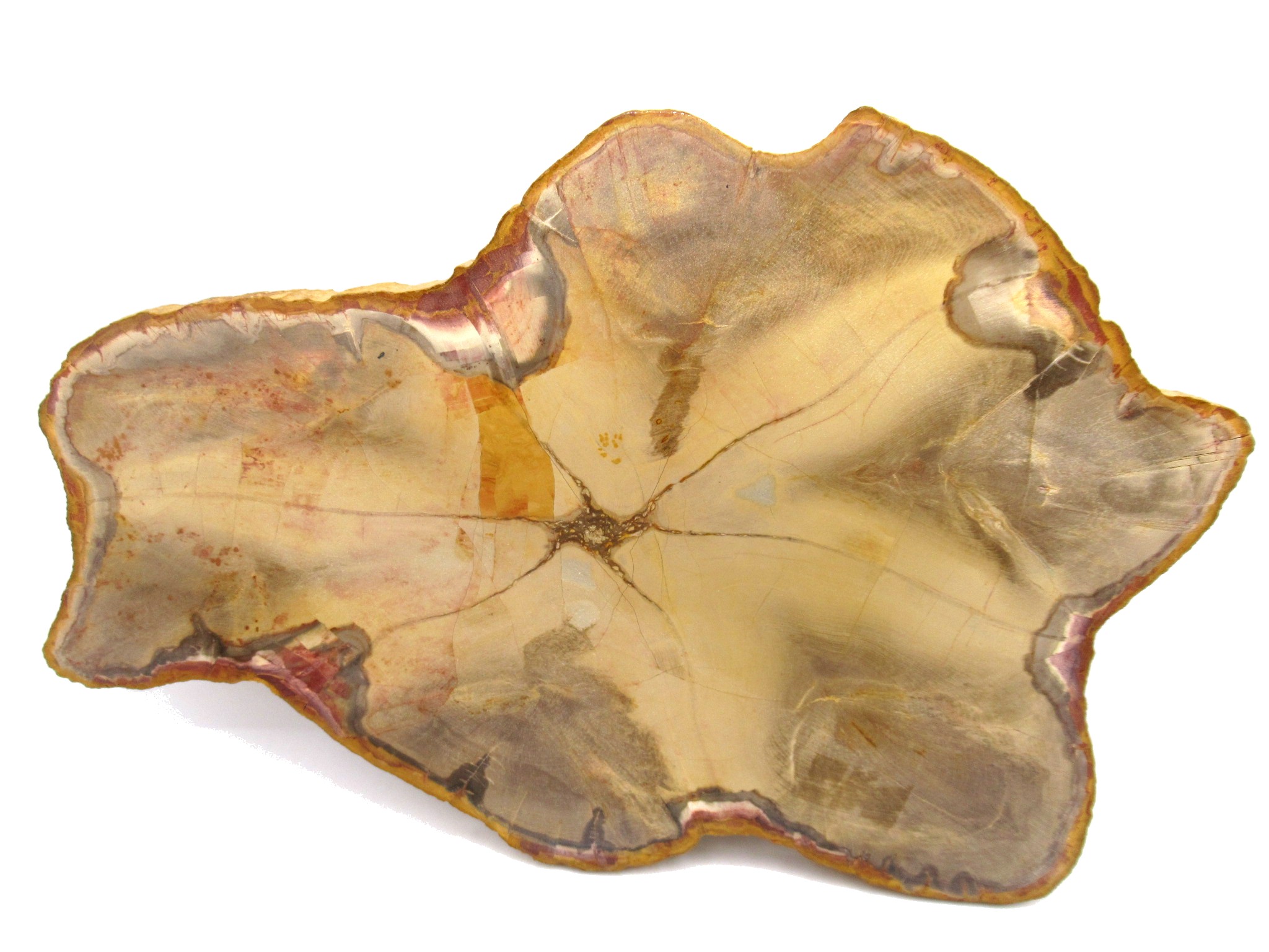 Australian Petrified Wood Pentoxylon #2 | Fossils for Sale