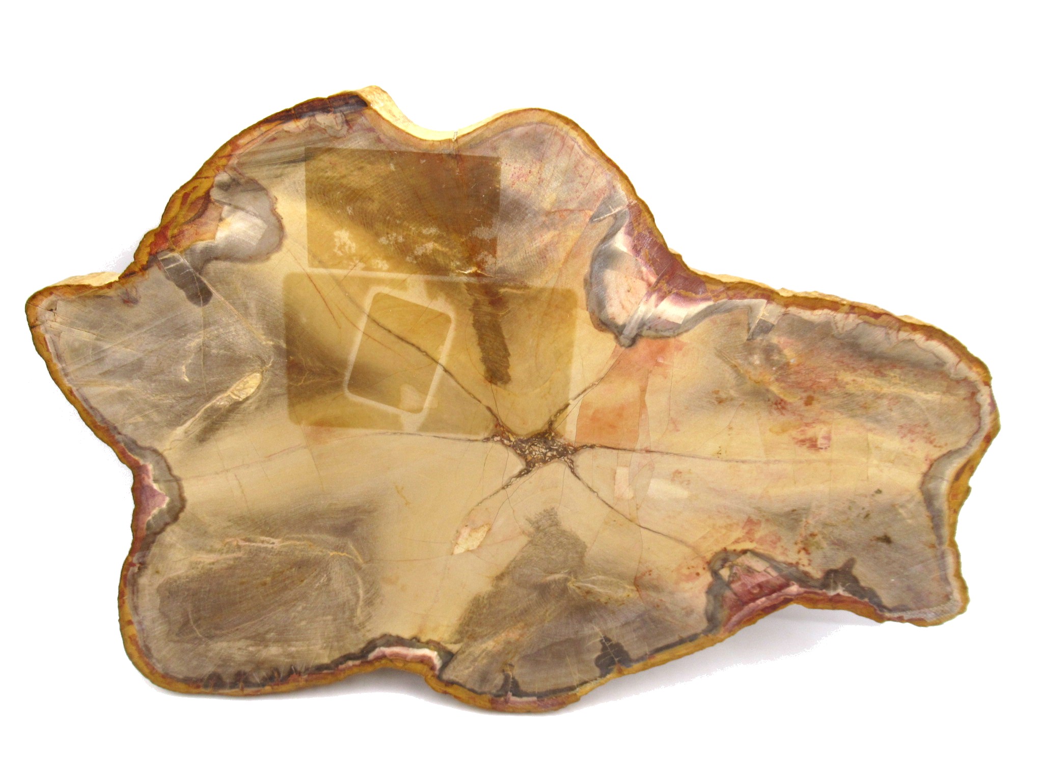 Australian Petrified Wood Pentoxylon #2 | Fossils for Sale