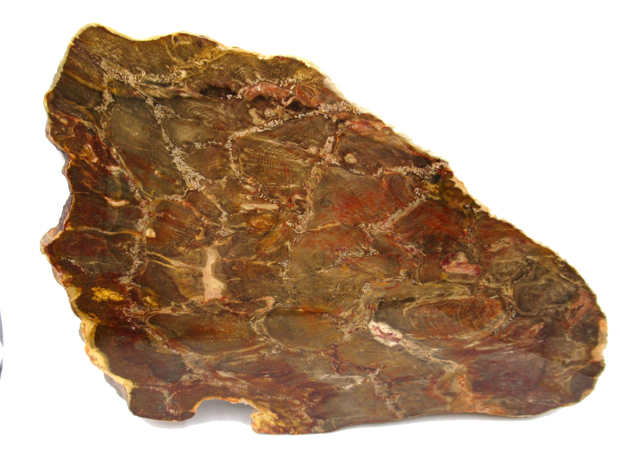 Australian Petrified Wood Pentoxylon #7 | Fossils for Sale