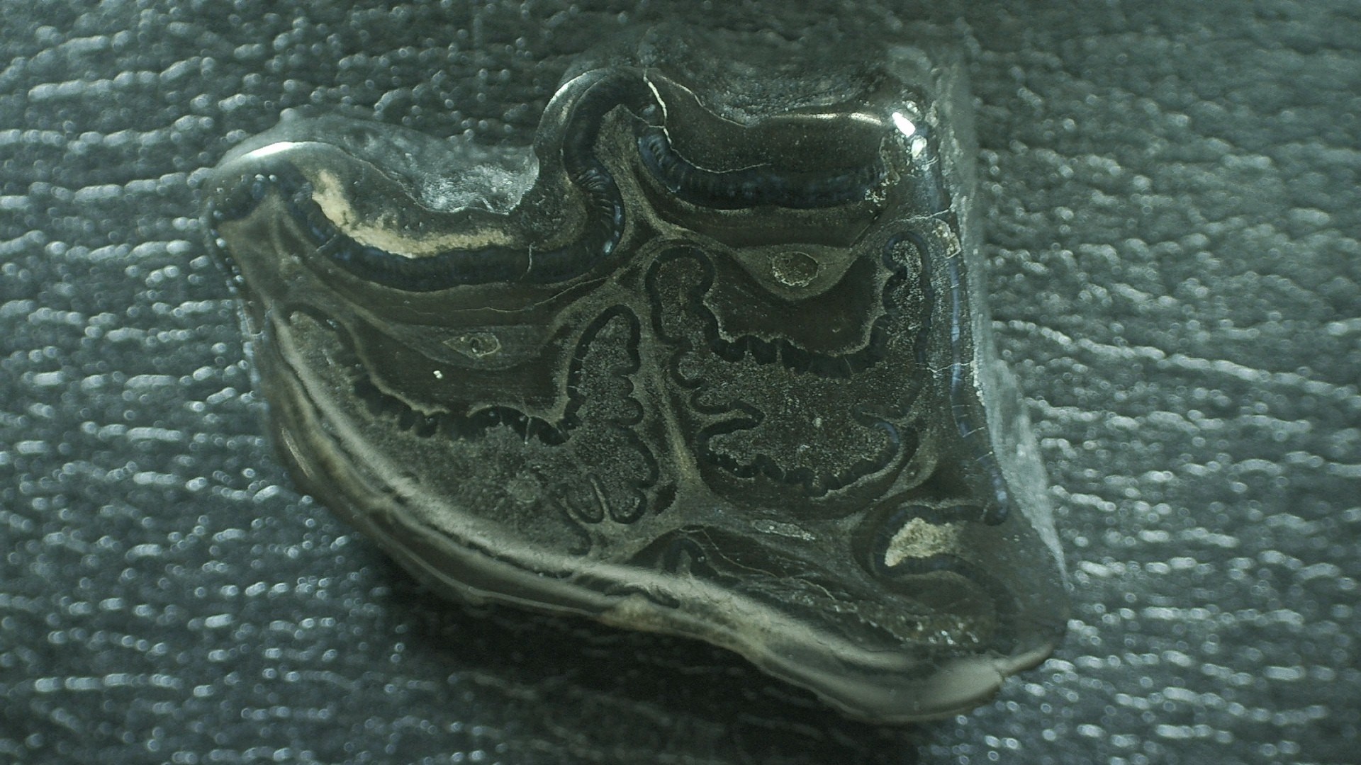 Ice Age Horse Tooth Cross-Section #56 | Fossils for Sale