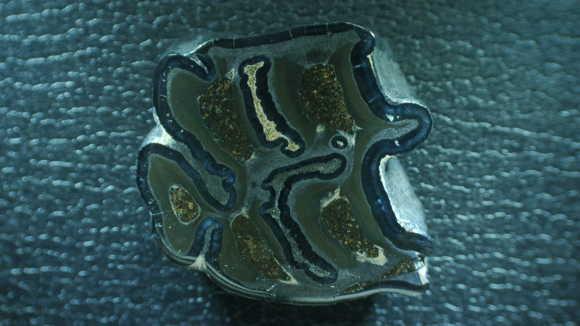Ice Age Horse Tooth Cross-Section #59 | Fossils for Sale