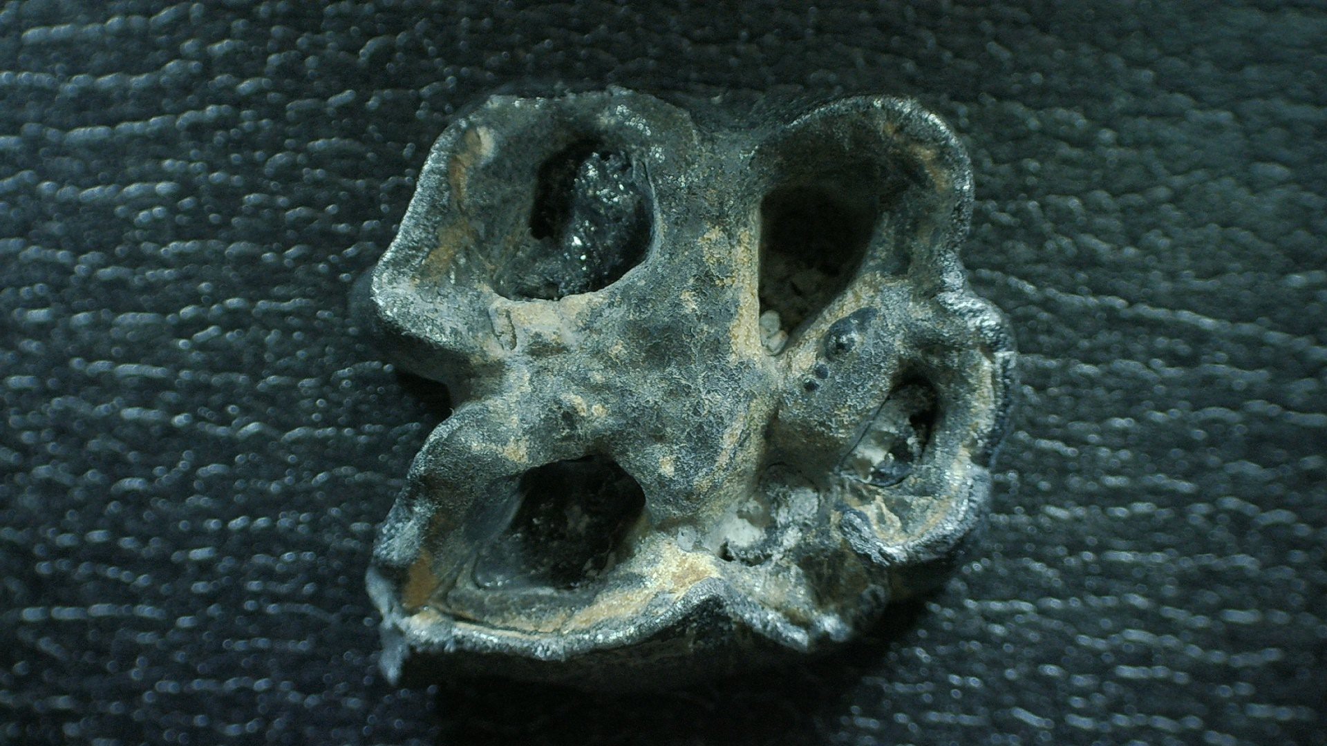 Ice Age Horse Tooth Cross-Section #59 | Fossils for Sale