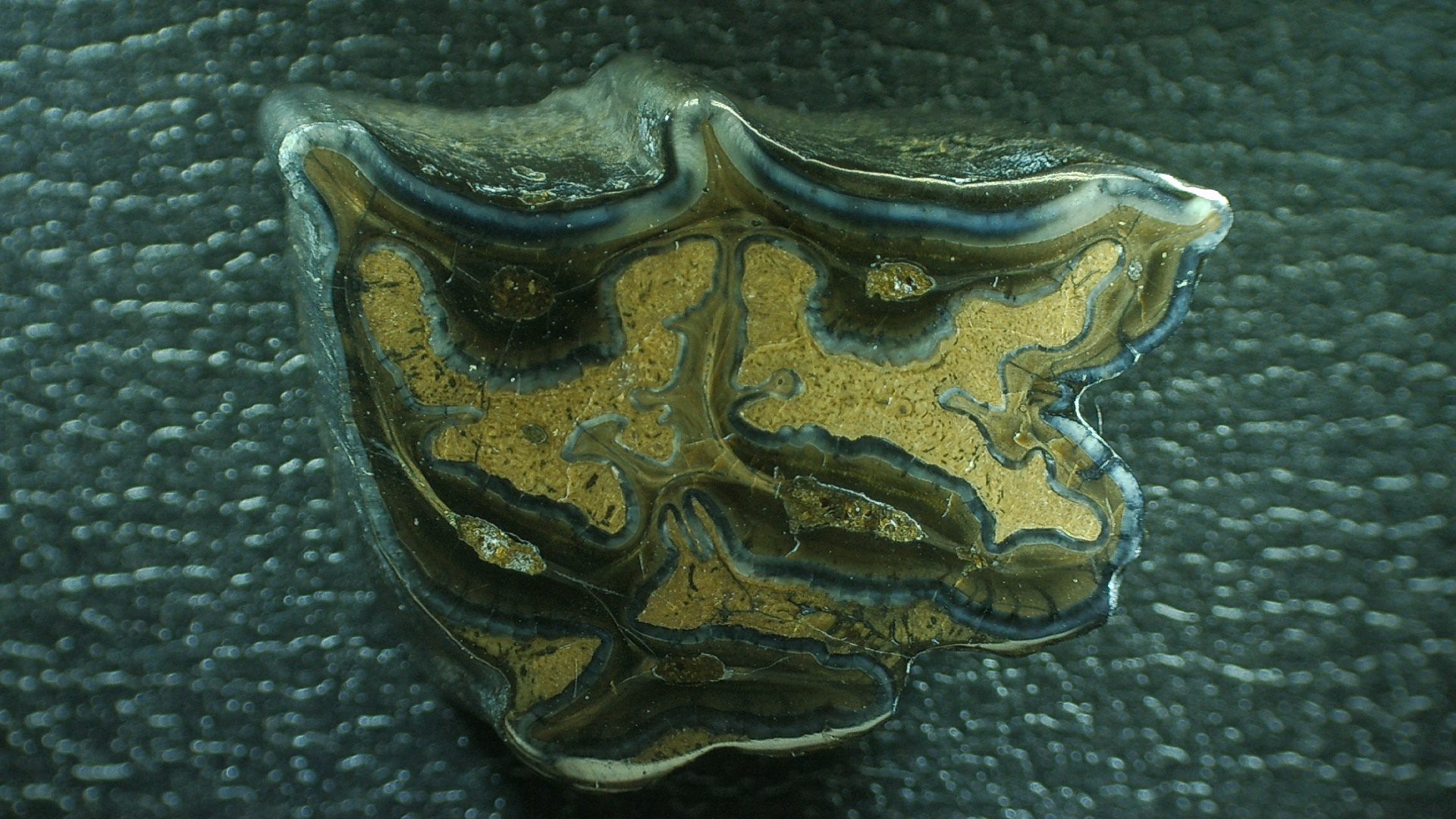 Ice Age Horse Tooth Cross-Section #65 | Fossils for Sale