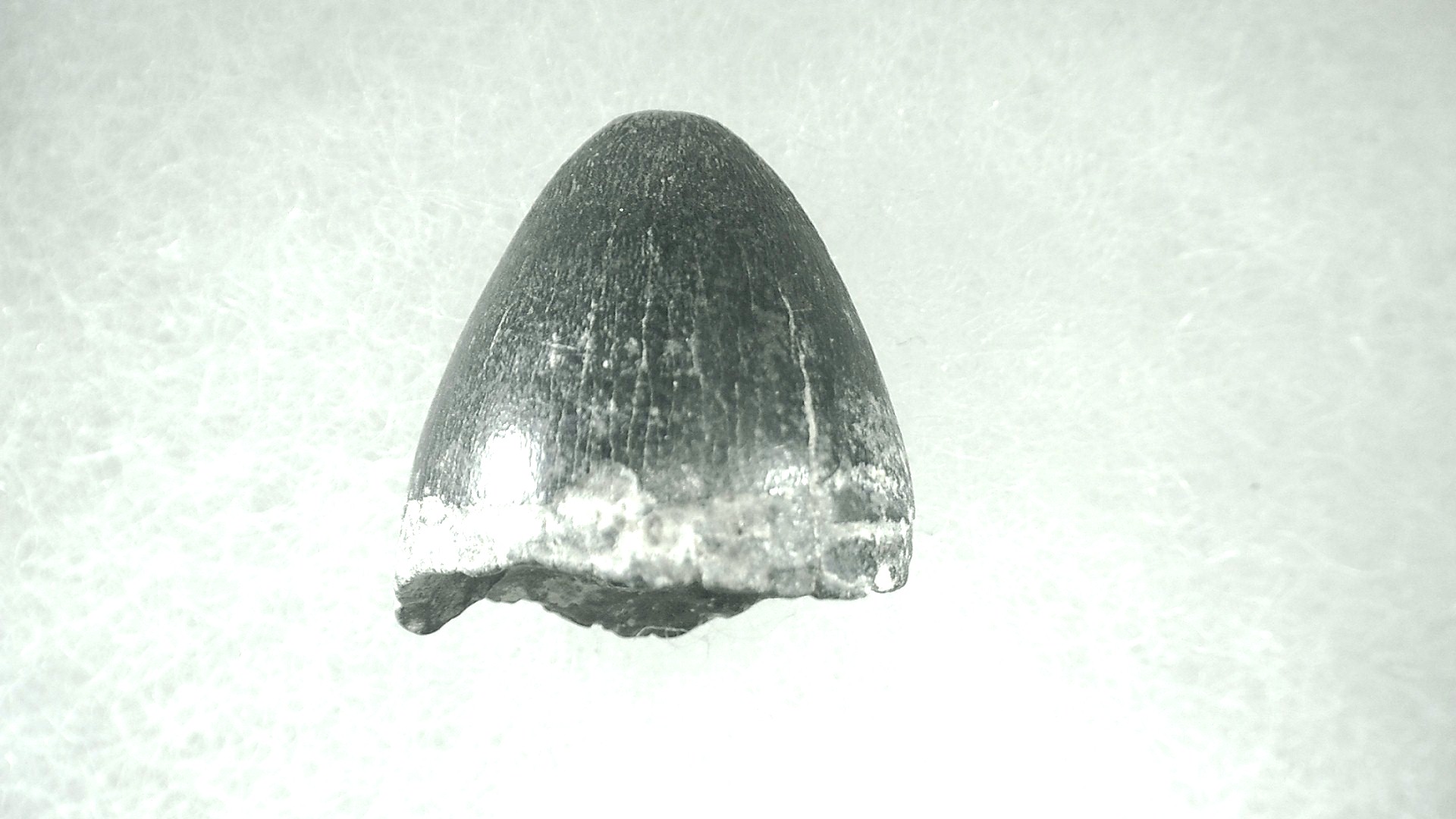 Fossil Alligator Tooth from Florida #13 | Fossils for Sale