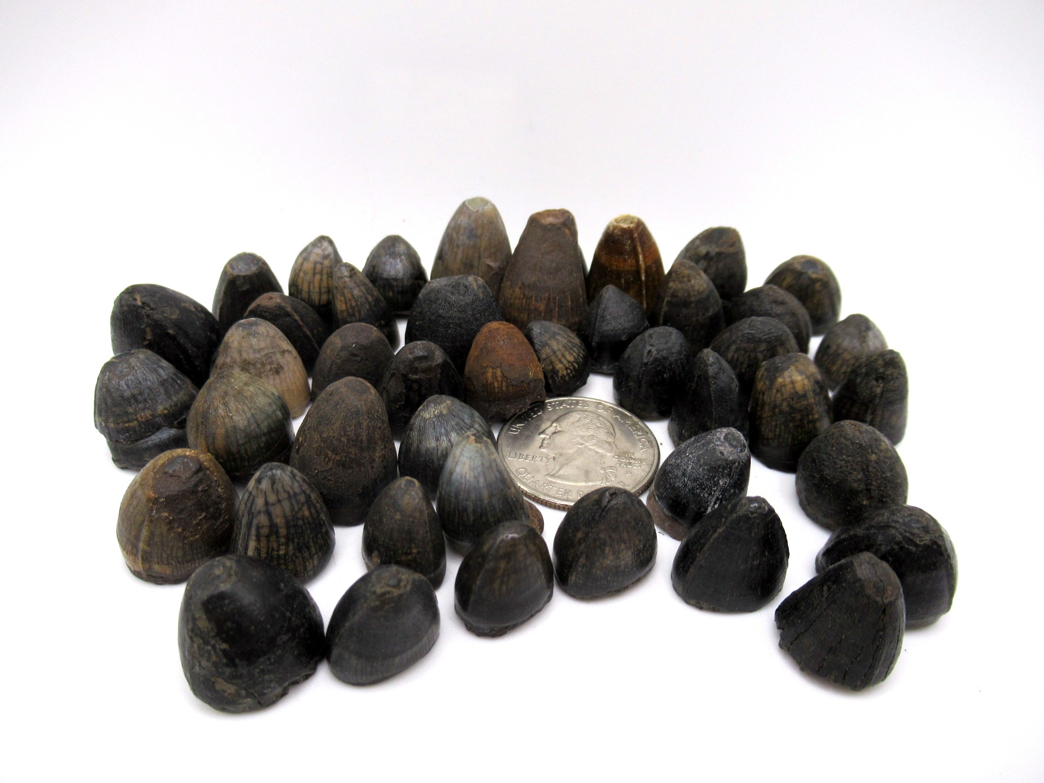 Fossil Alligator Tooth from Florida Group | Fossils for Sale