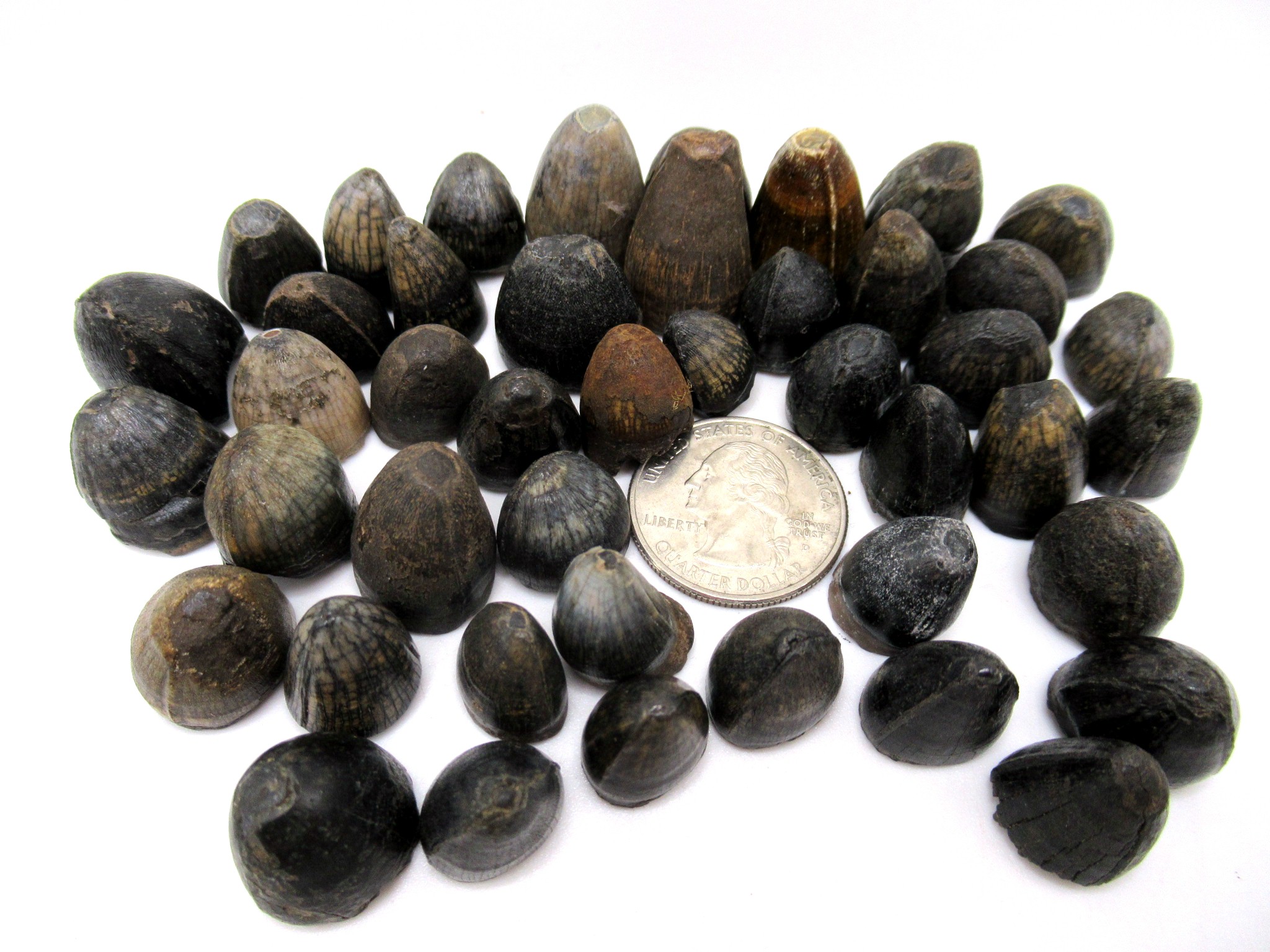 Fossil Alligator Tooth from Florida Group | Fossils for Sale