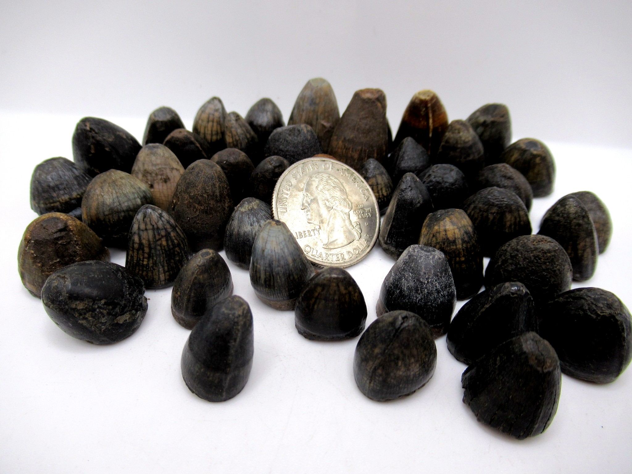 Fossil Alligator Tooth from Florida Group | Fossils for Sale