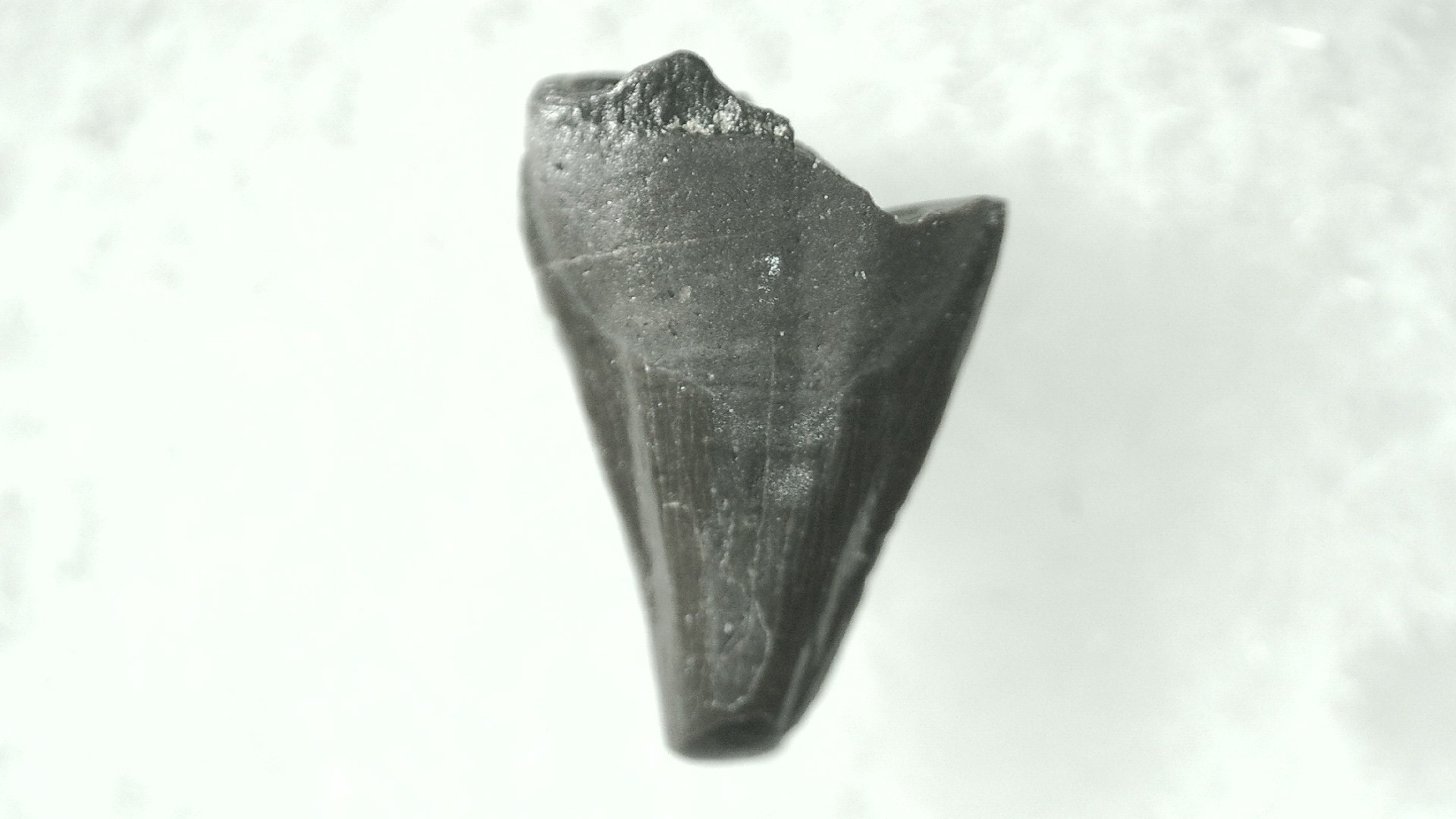 Avisaurus archibaldi Bird Tooth #10 | Fossils for Sale